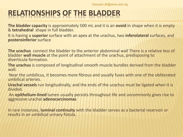 ANATOMY OF THE PELVIC URETER&URINARY BLADDER | PPT