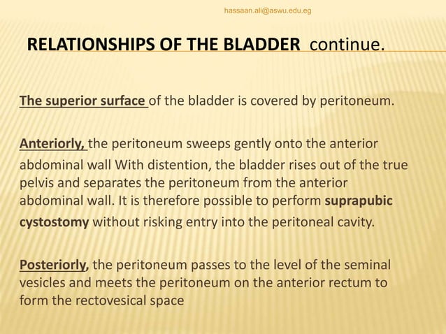 ANATOMY OF THE PELVIC URETER&URINARY BLADDER | PPT
