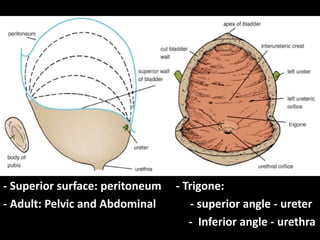 Urinary bladder pathologies | PPTX
