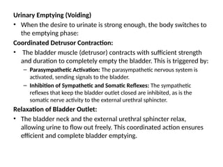 urinary bladder anotomy and patho physiology ppt.pptx