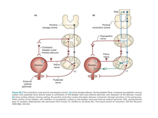 urinary bladder anotomy and patho physiology ppt.pptx