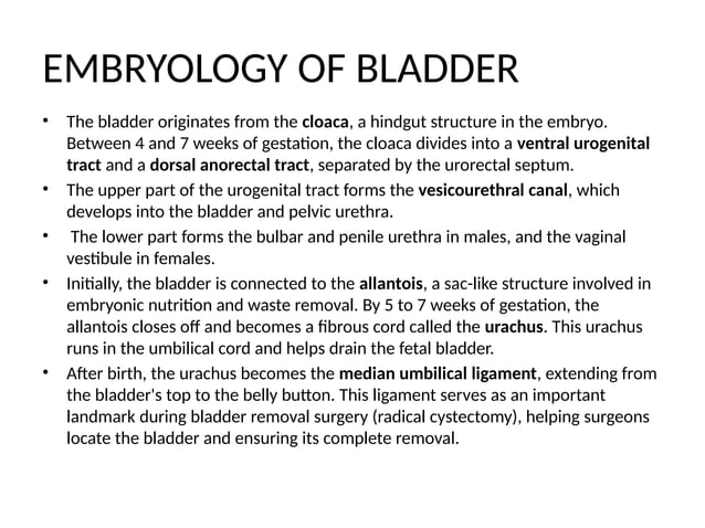 urinary bladder anotomy and patho physiology ppt.pptx