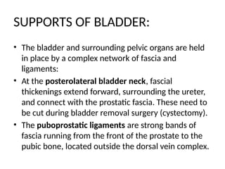 urinary bladder anotomy and patho physiology ppt.pptx