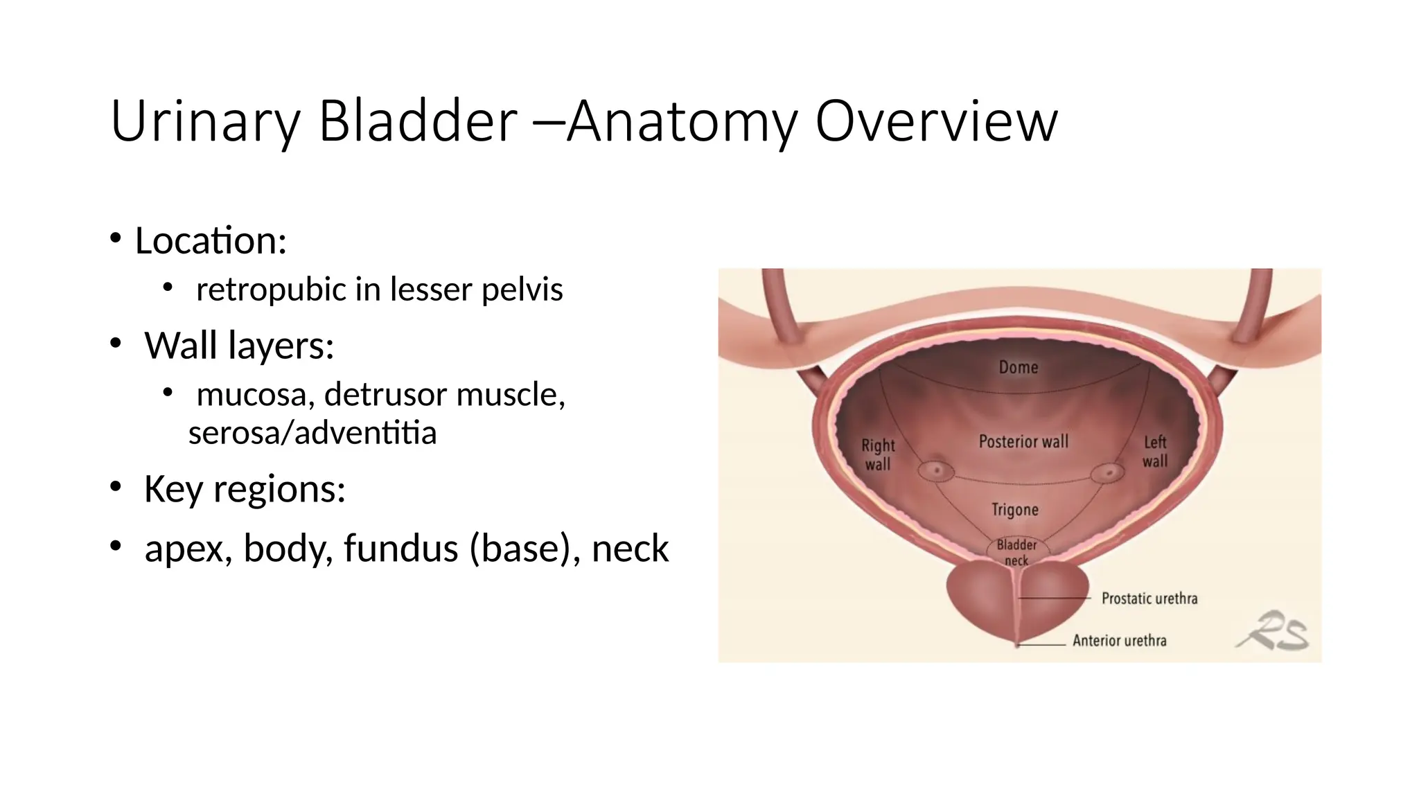 surgical anatomy of urinary bladder, prostate, urethra.pptx
