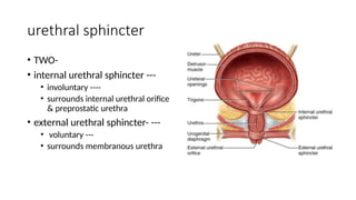 surgical anatomy of urinary bladder, prostate, urethra.pptx