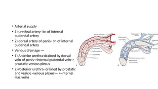 surgical anatomy of urinary bladder, prostate, urethra.pptx