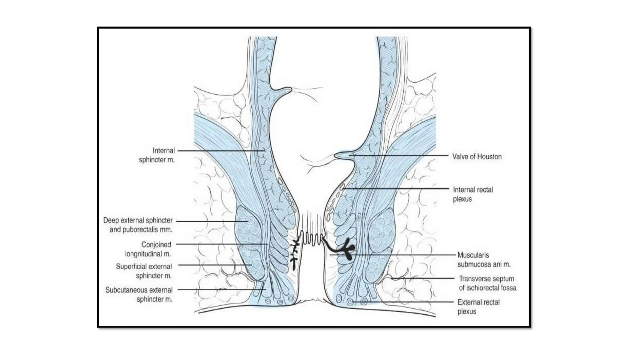 Urinary bladder, rectum and anal canal.pptx