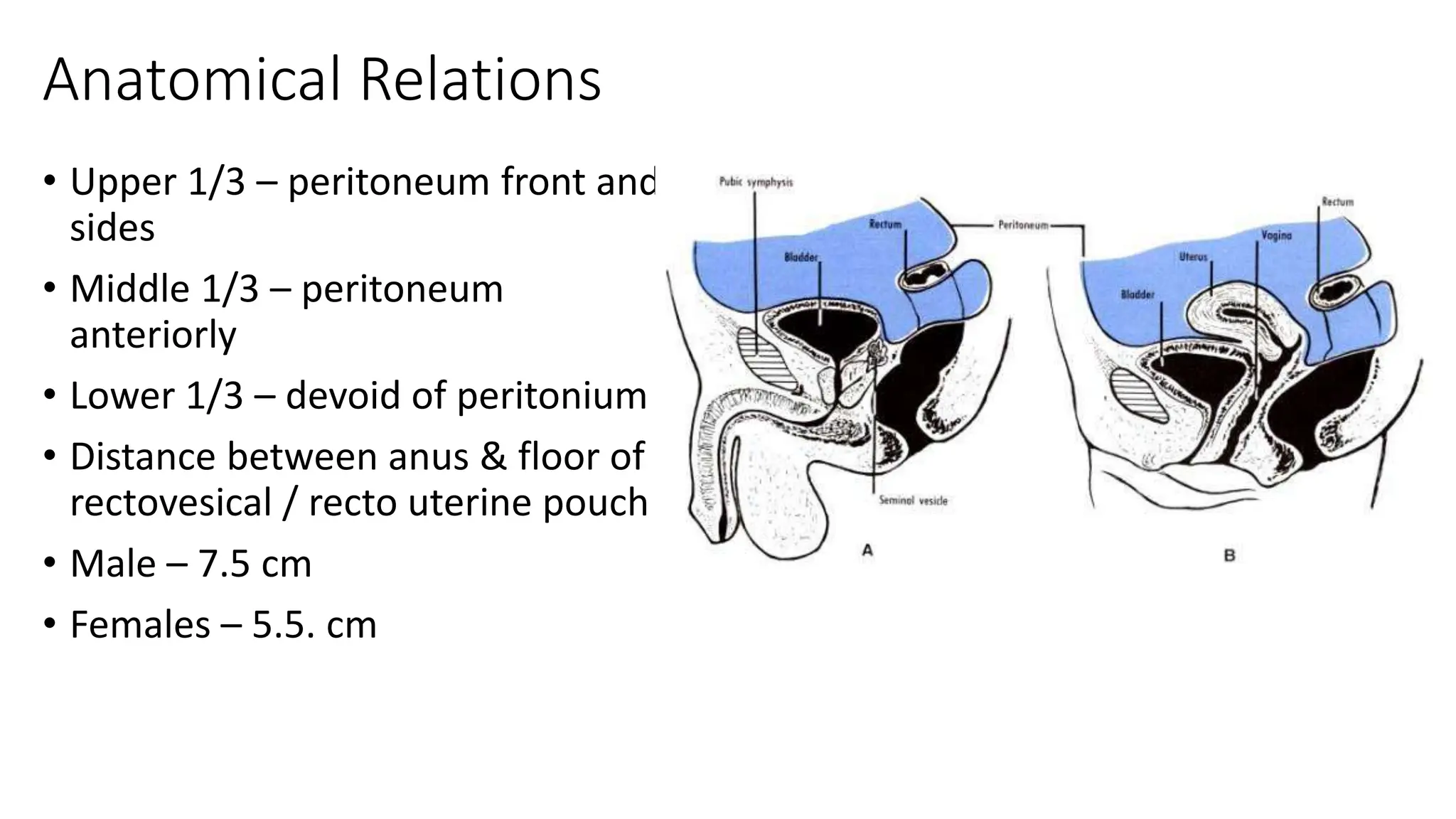 Urinary bladder, rectum and anal canal.pptx