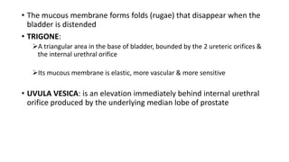 Urinary bladder, rectum and anal canal.pptx