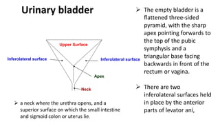 Urinary bladder, rectum and anal canal.pptx