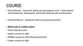 Urinary bladder, rectum and anal canal.pptx