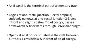 Urinary bladder, rectum and anal canal.pptx