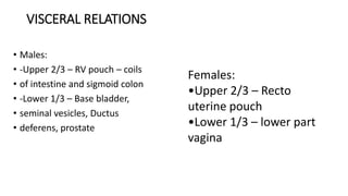 Urinary bladder, rectum and anal canal.pptx