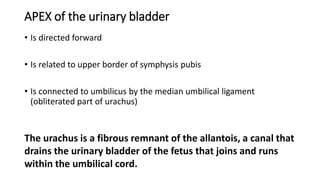 Urinary bladder, rectum and anal canal.pptx