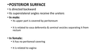 Urinary bladder, rectum and anal canal.pptx