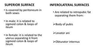 Urinary bladder, rectum and anal canal.pptx