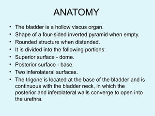 URINARY BLADDER TUMORS .pptx