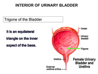 URINARY BLADDER & URETHRA PROF VKVS.pptx