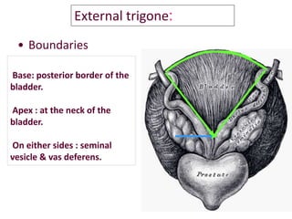 URINARY BLADDER & URETHRA PROF VKVS.pptx
