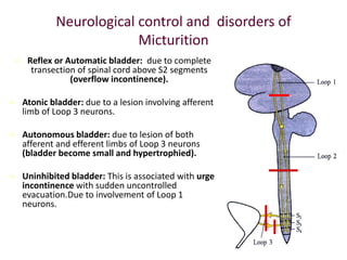 URINARY BLADDER & URETHRA PROF VKVS.pptx