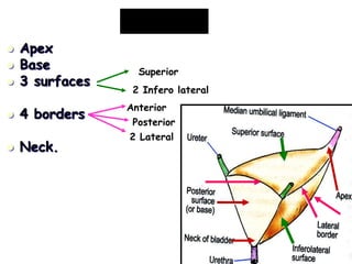URINARY BLADDER & URETHRA PROF VKVS.pptx