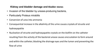 Urinary catheters - Seminar - EN - 2017 | PPTX