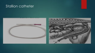 Urinary catheterization in male and female.pptx
