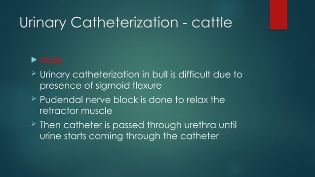 Urinary catheterization in male and female.pptx