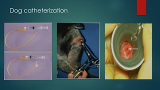 Urinary catheterization in male and female.pptx