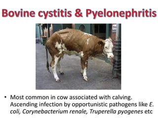 Urinary diseases of large animals | PDF