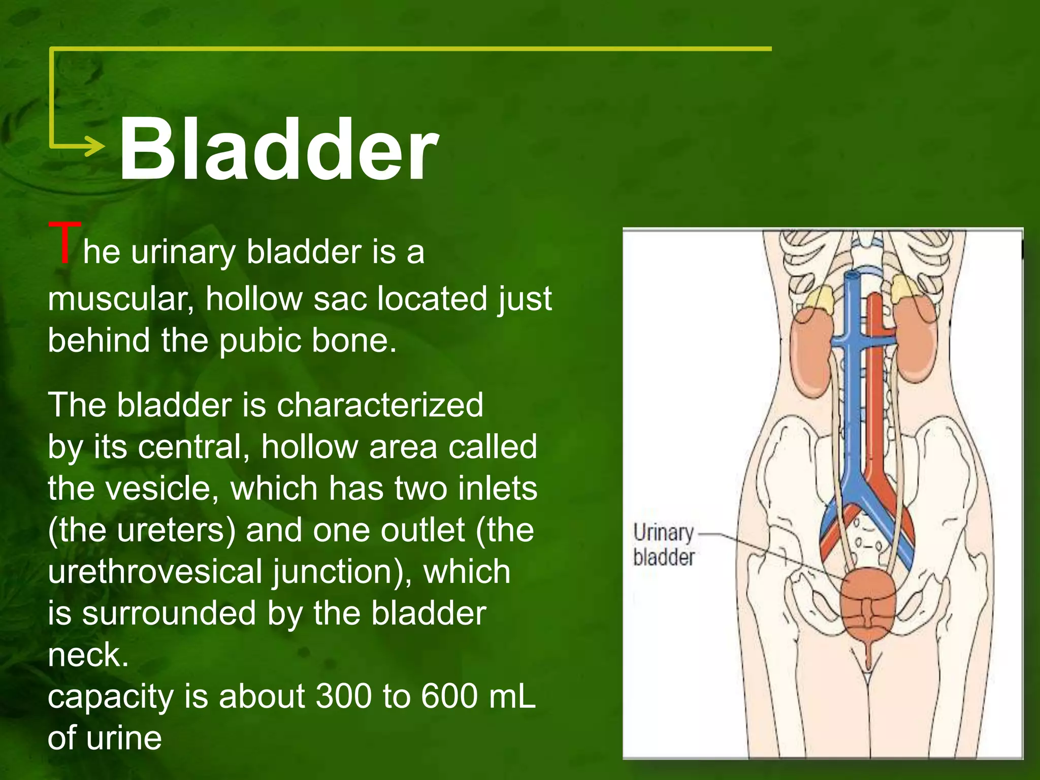 Urinary disorders final | PPTX