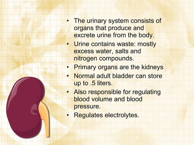 Urinary Elimination | PPT | Medical Health