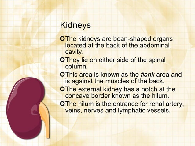 Urinary Elimination | PPT | Medical Health
