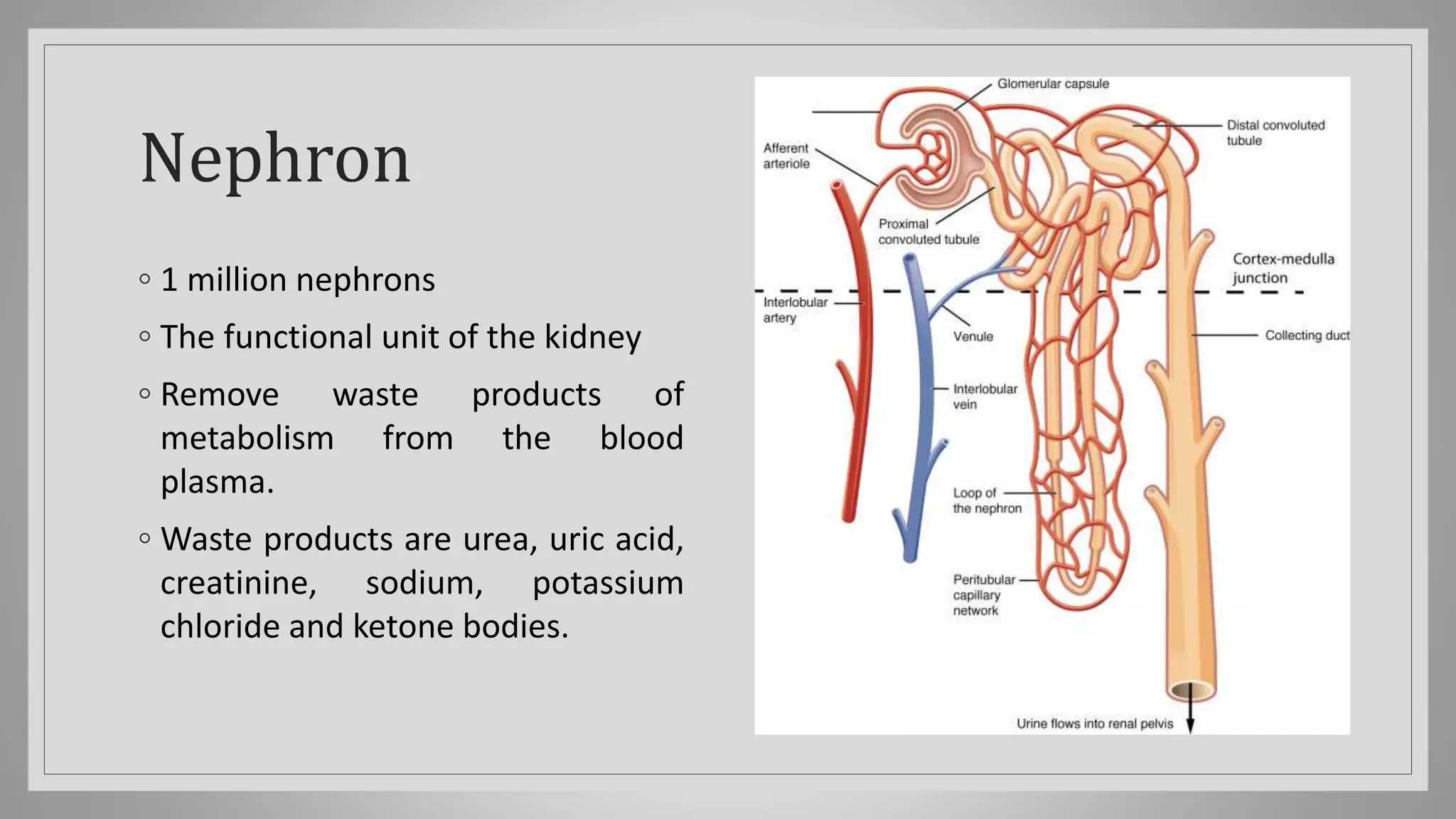 Urinary elimination | PPTX