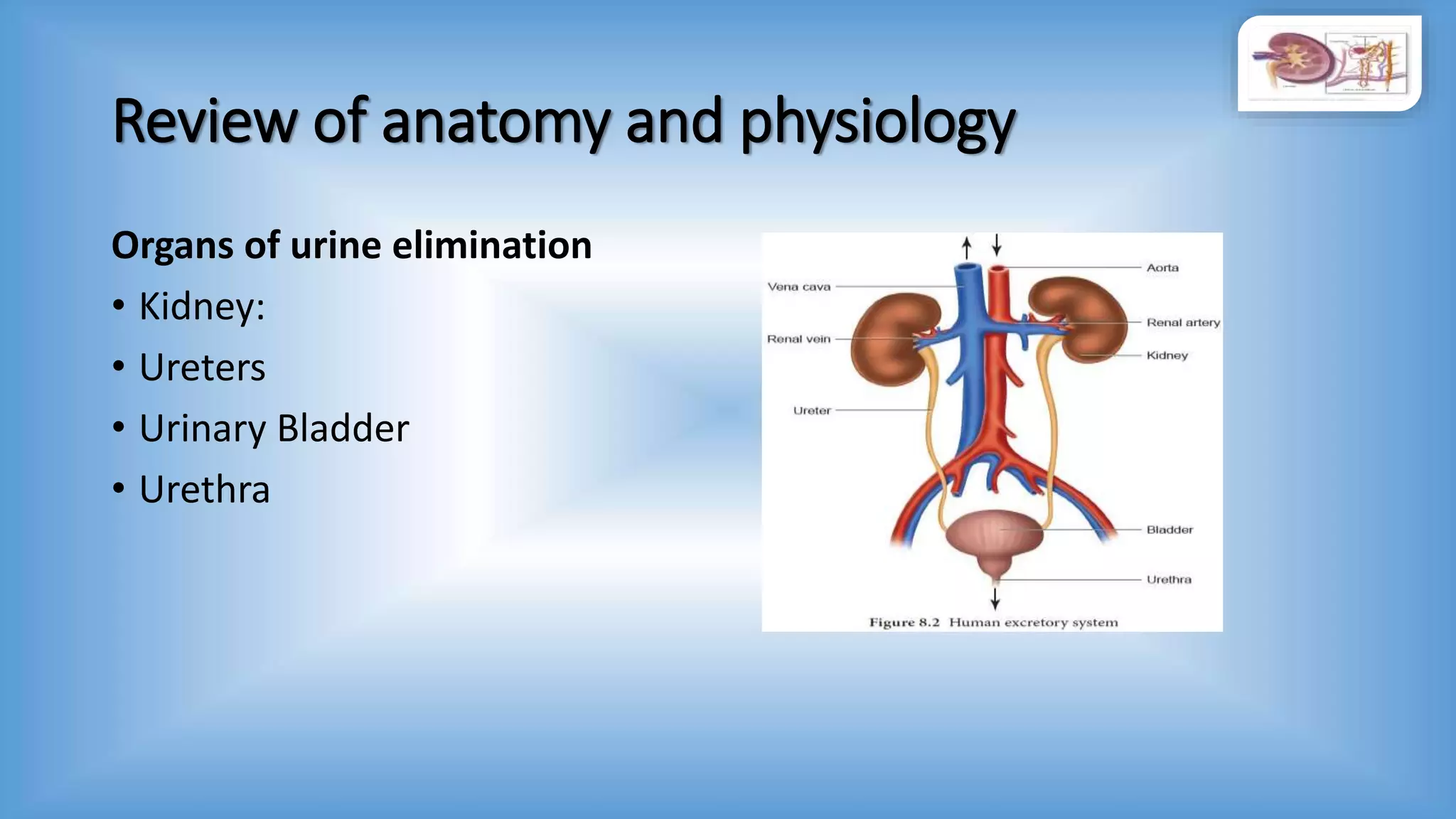 Urinary elimination | PPTX