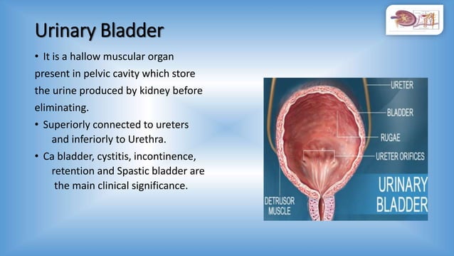 Urinary elimination | PPTX