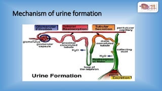 Urinary elimination | PPTX