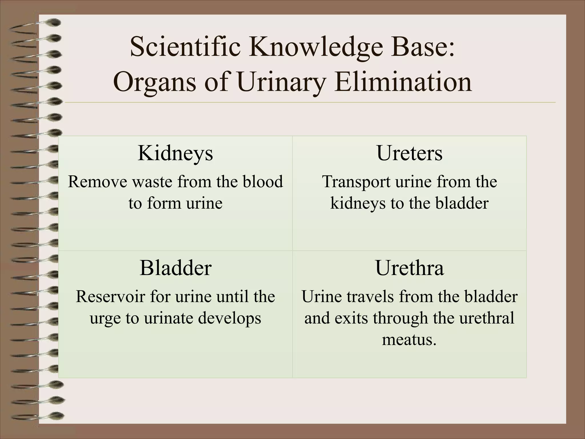 Urinary Elimination.pdf