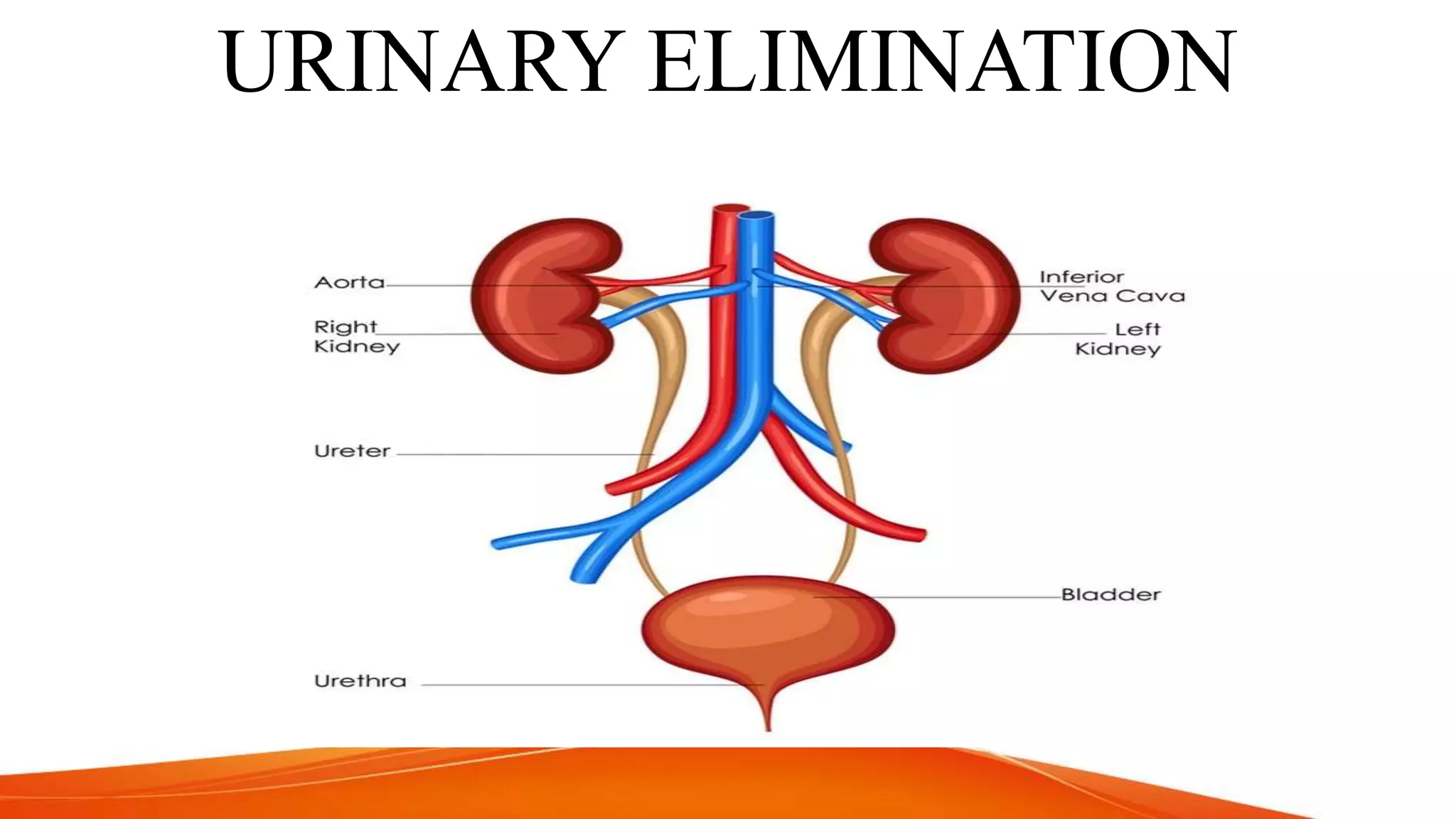 URINARY ELIMINATION.pptx