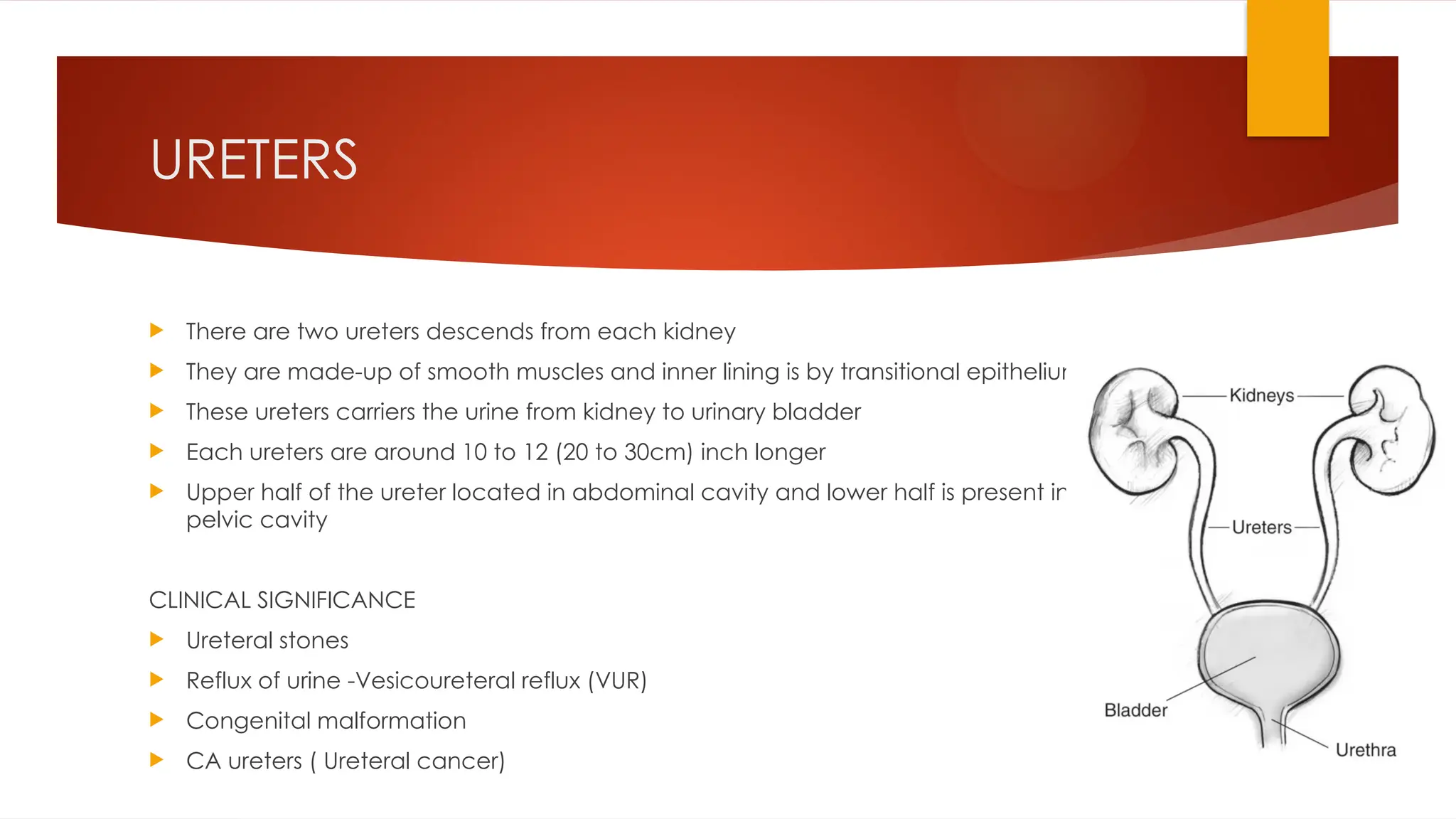 URINARY ELIMINATION in Midwifery Practice.pptx