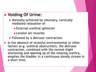 Urinary Function and Dysfunction For a Subject Gerontology and ...