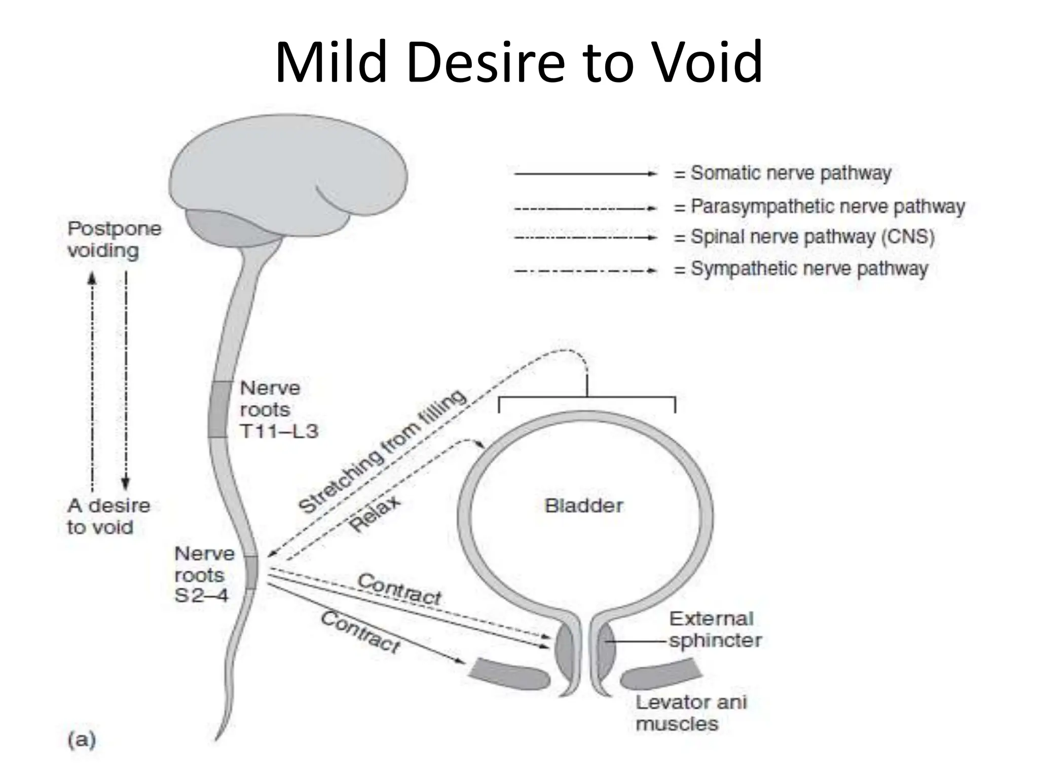 Urinary bowel Function & Dysfunction.pptx