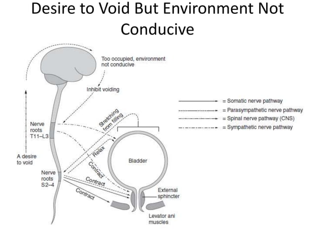 Urinary bowel Function & Dysfunction.pptx