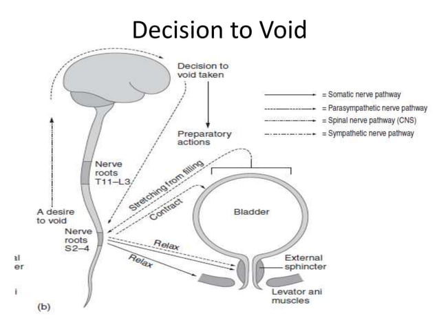 Urinary bowel Function & Dysfunction.pptx