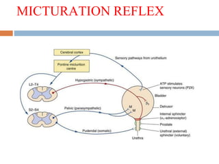 urinary incontinence and its complications.pptx