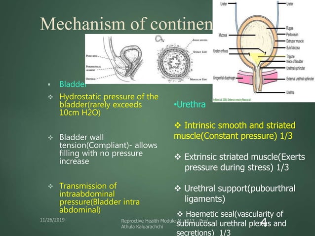 Urinary Incontinence in Females | PPTX
