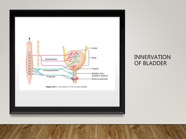 Urinary incontinence in elderly | PPTX
