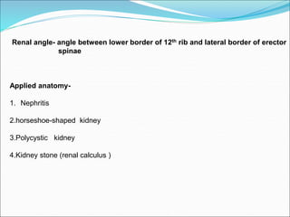 Urinary System lecture | PPT