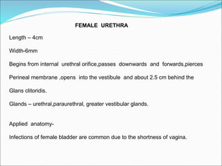 Urinary System lecture | PPT