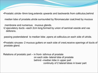 Urinary System lecture | PPT